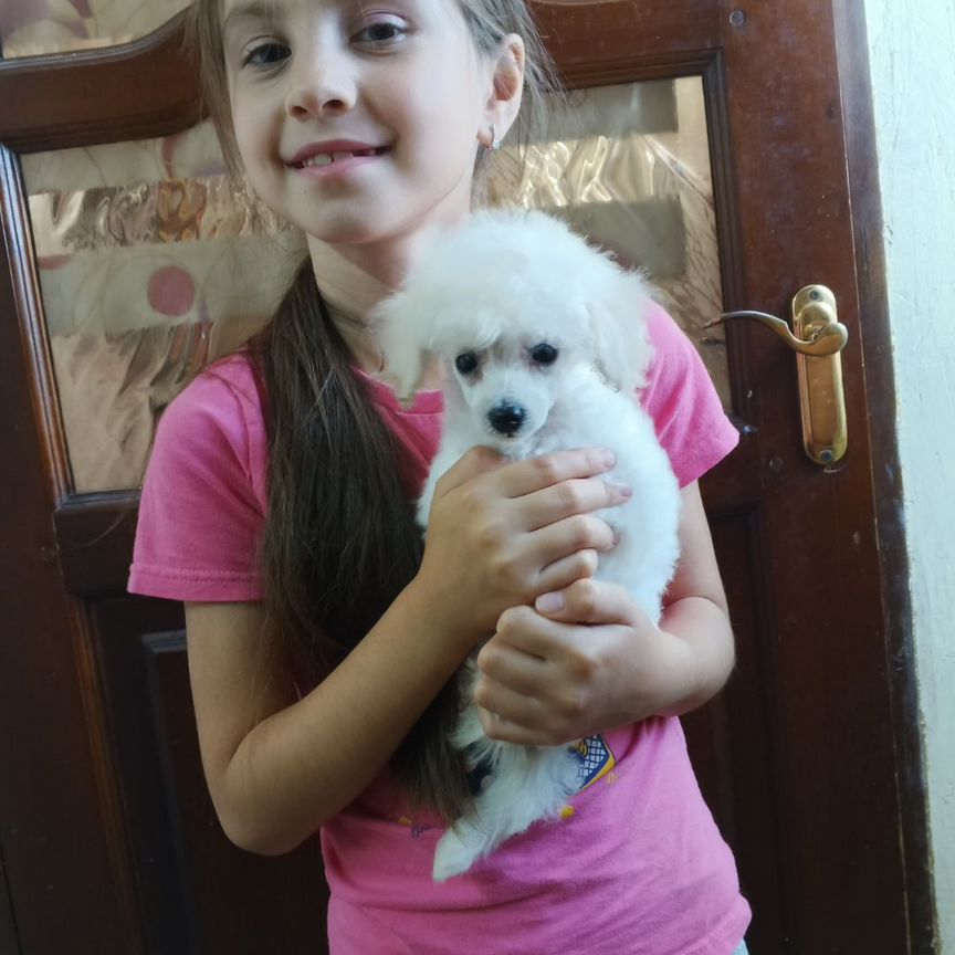 Той-пудель белый