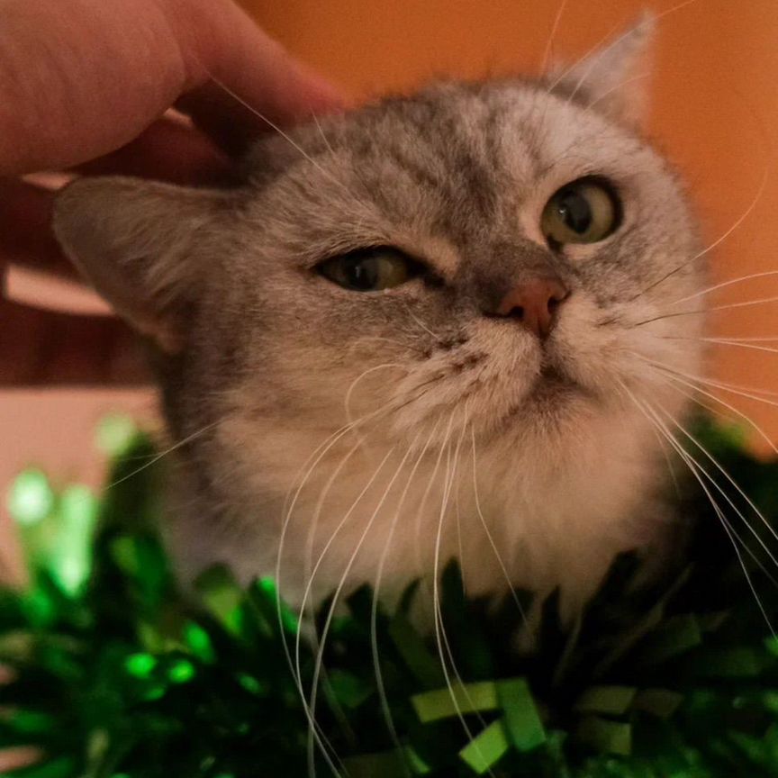 Ясенька из приюта