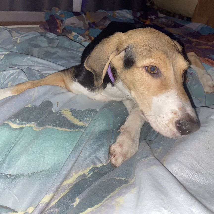 Отдам собаку в добрые руки бесплатно