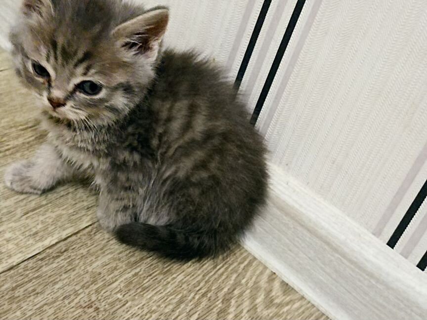 Шотландские котята