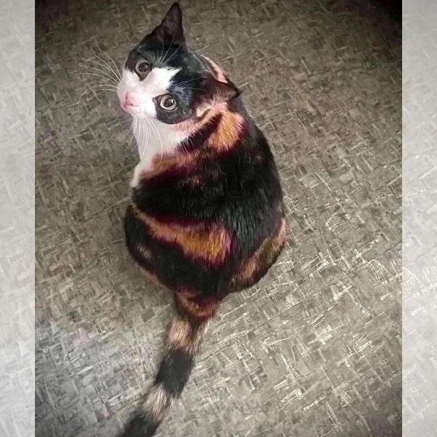 Взрослая, кошка в добрые руки