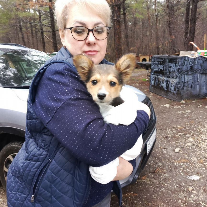 Чебурашка щенок из приюта