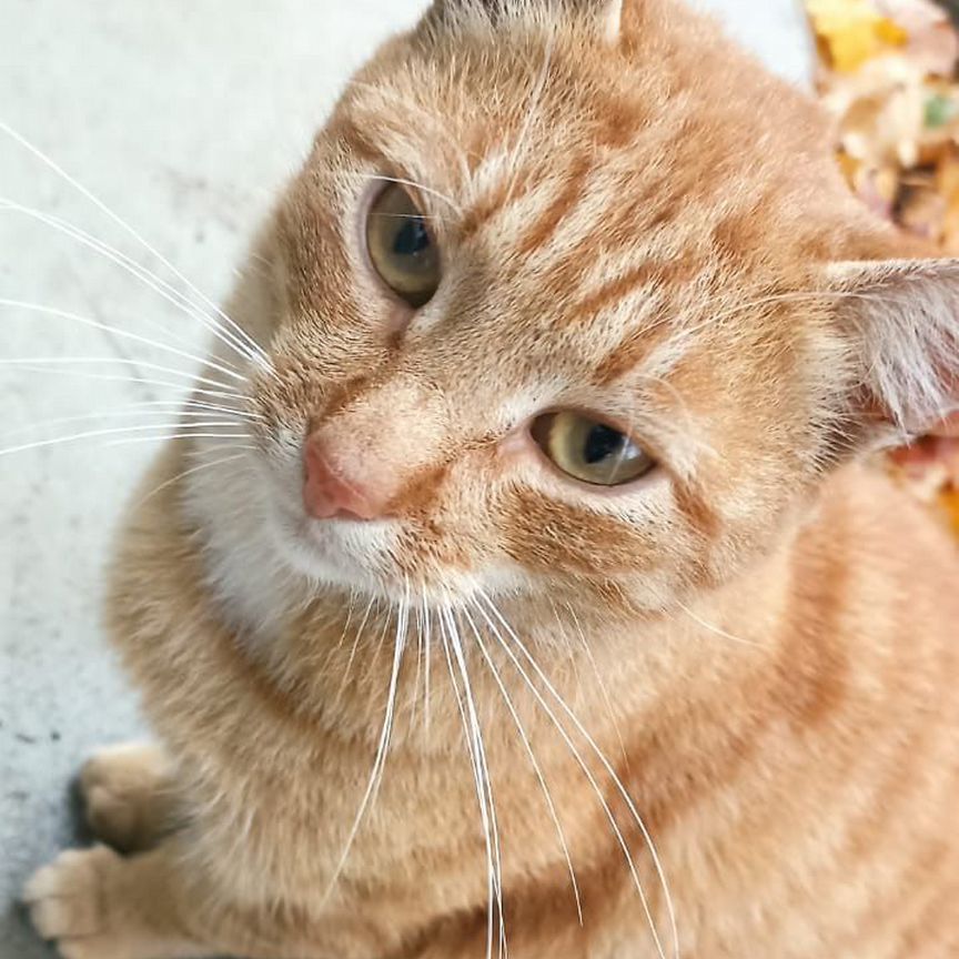 Рыжий кот ищет дом