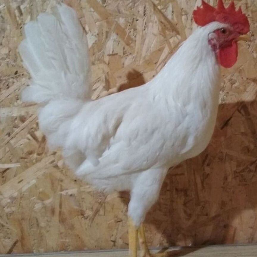 Петухи леггорн