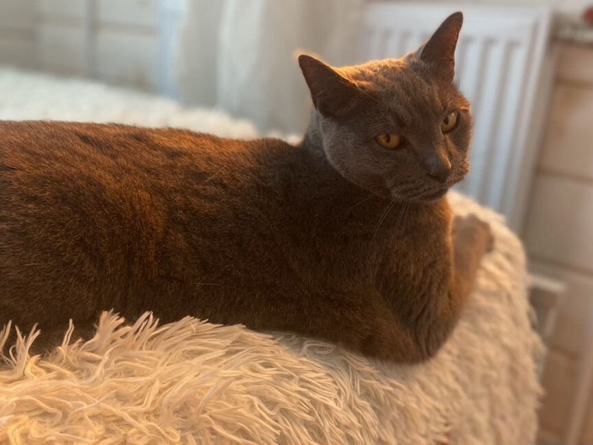 Кот в дар бесплатно