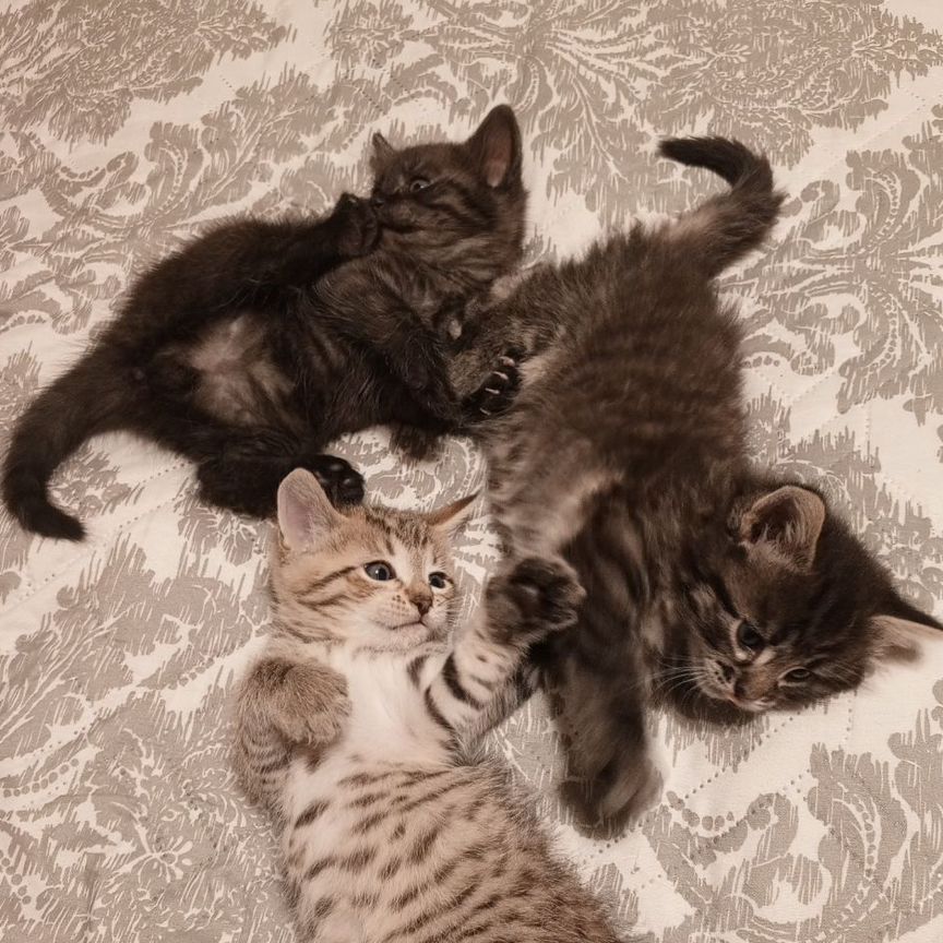 Отдам котят мальчиков, в хорошие ручки