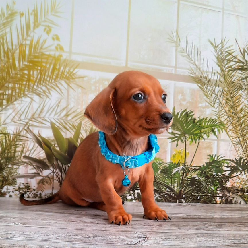 Малыши таксы в любимцы