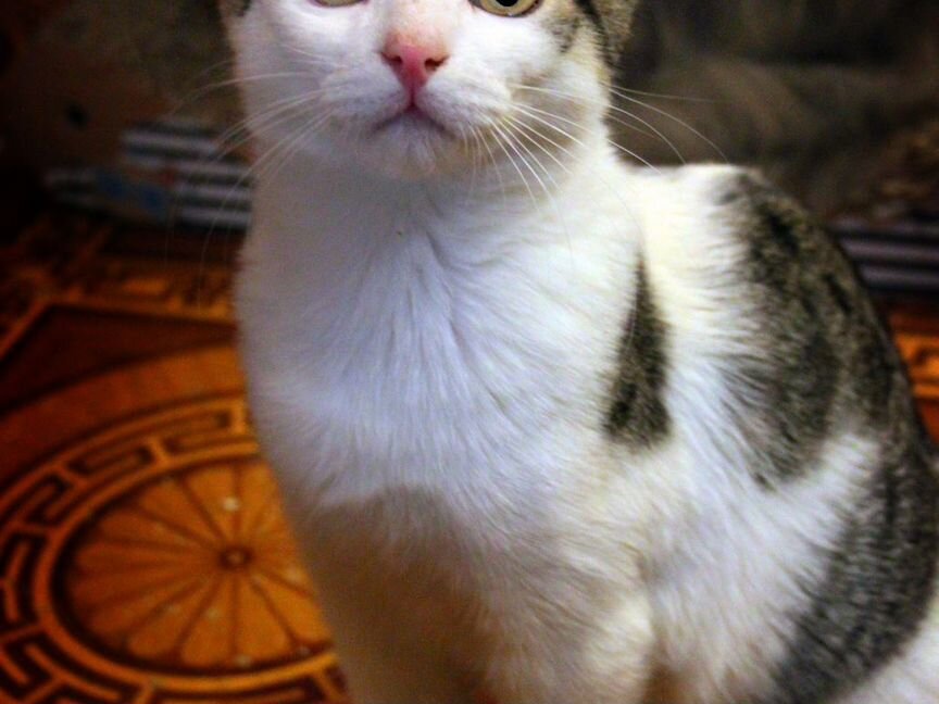 Белоснежные котята