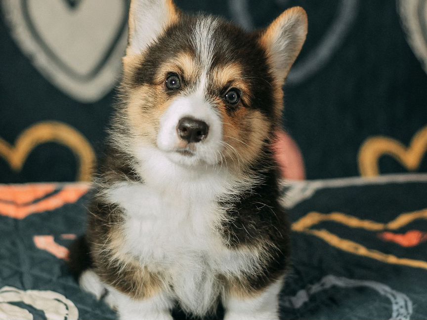 Шикарный мальчик вельш корги пемброк