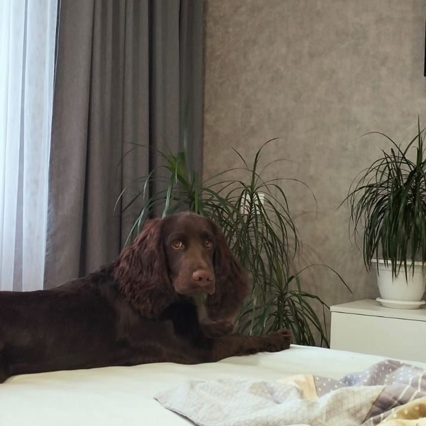 Отдам спаниеля в добрый руки