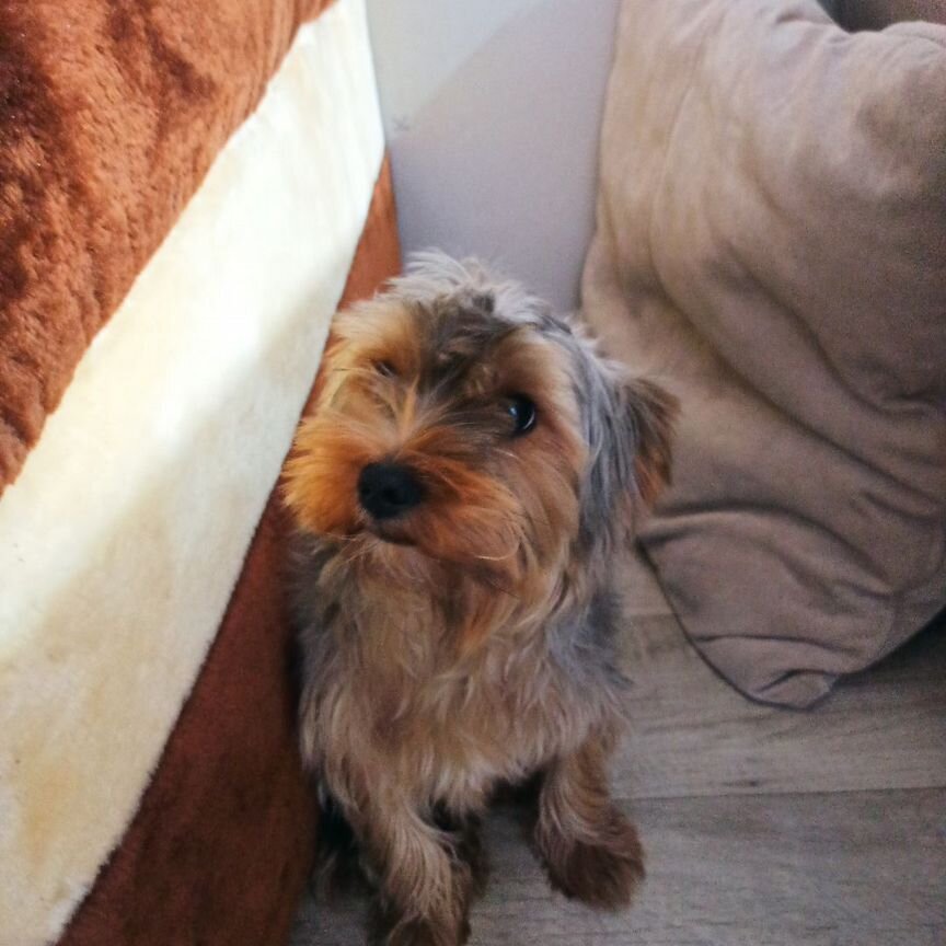 Йоркширский терьер щенки