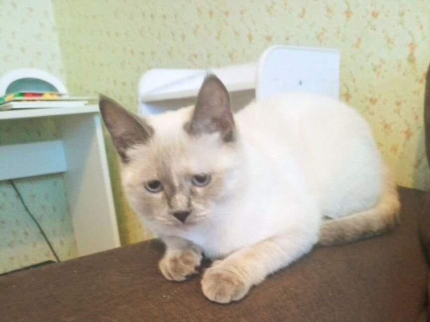 Отдам даром кошечку