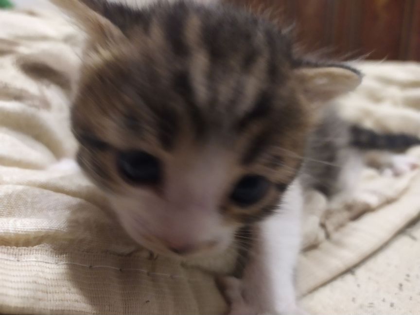 Бенгальские котята