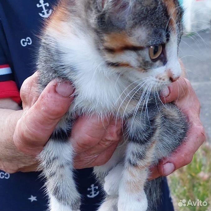 Трехцветная кошечка, приносящая счастье
