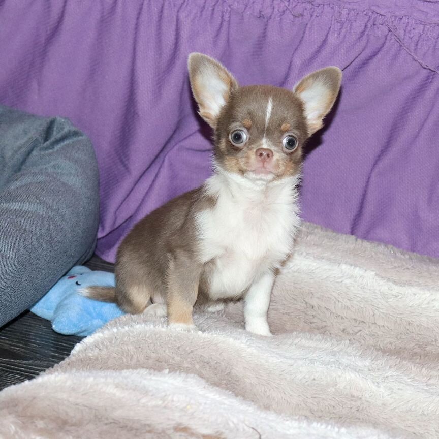 Породистый Чиxуaxуa Кобби-тип с доставкoй и видео