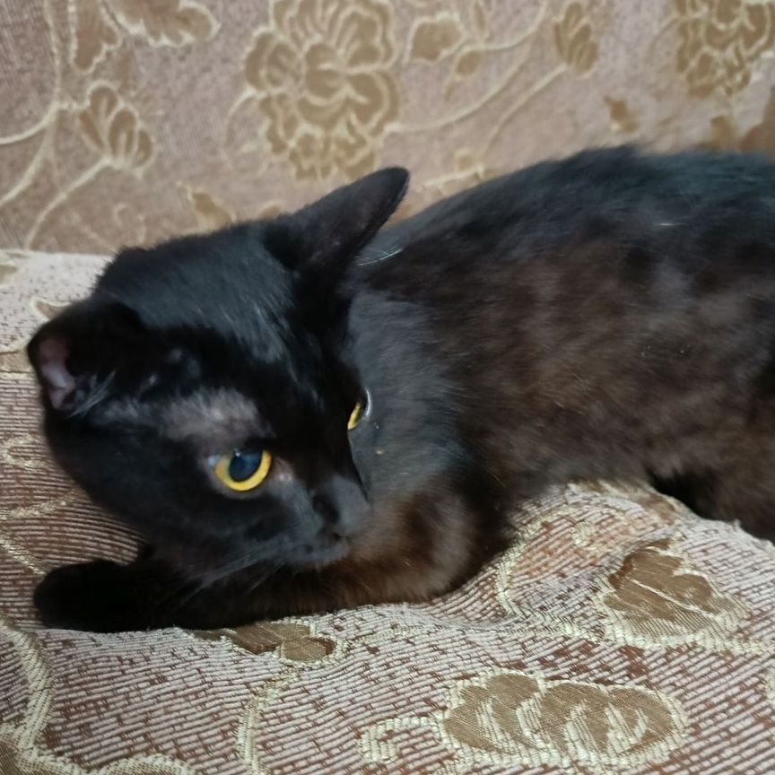 Кошка в добрые руки