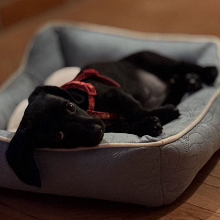 Такса, щенок