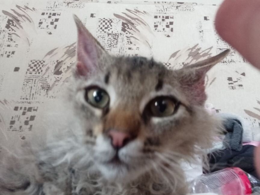 Котёнок сфинкс