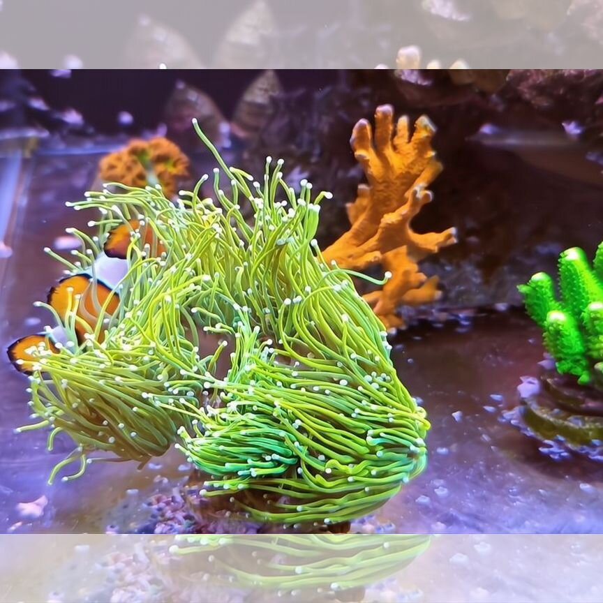 Коралл Эуфилия Хоули Грааль 100% Аквакультура