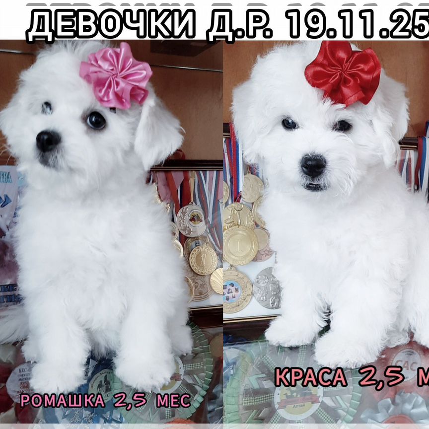 Бишон фризе, щенок