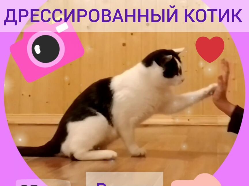 Дрессированный котик. Котенок Кошка кошечка