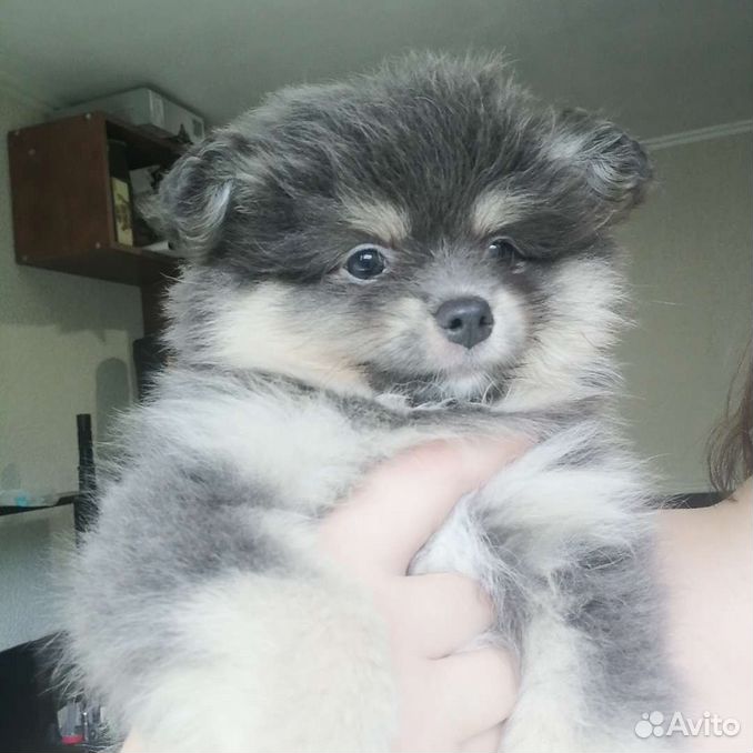 Шпиц очень редкого лилового окраса