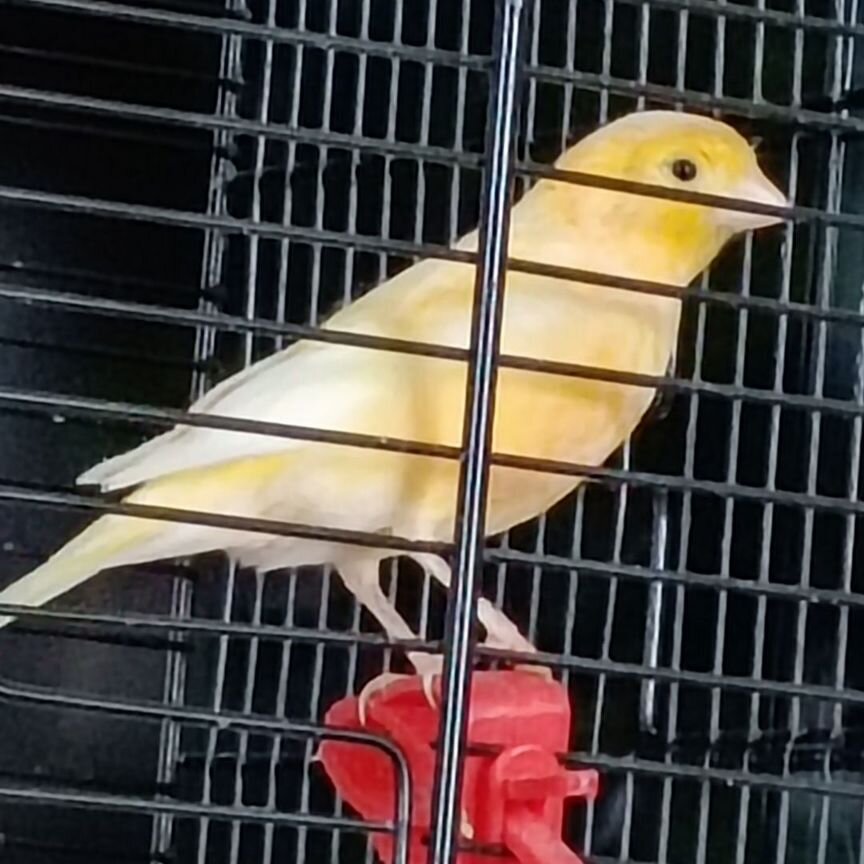 Канарейка самка