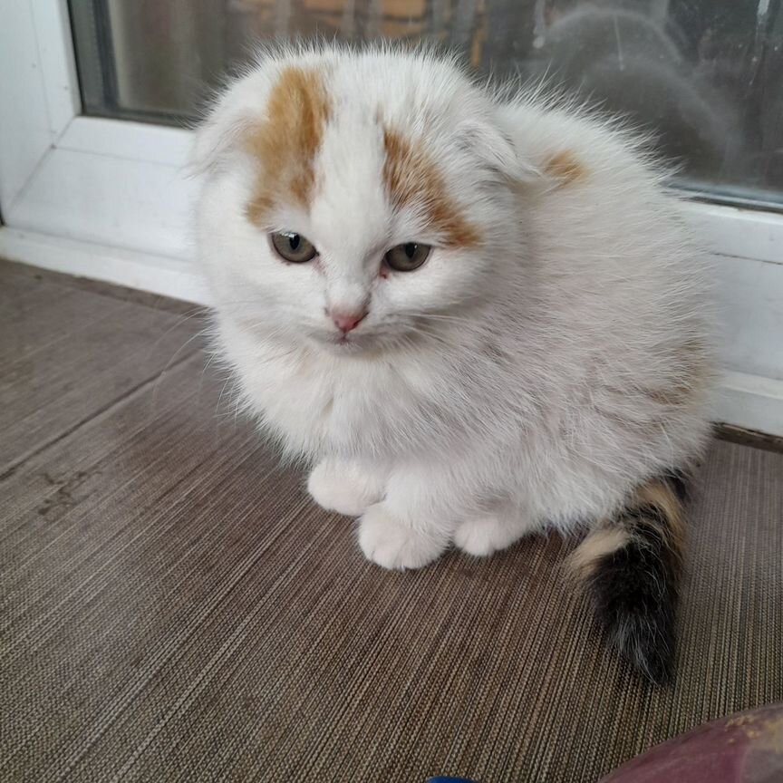 Котята отдам