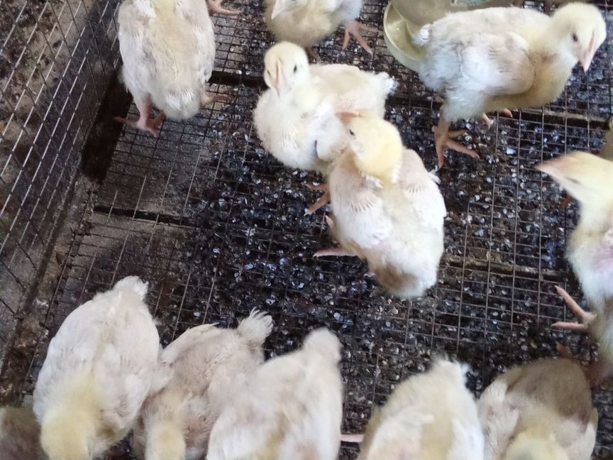 Бройлерные цыплята Арбор Айкрес