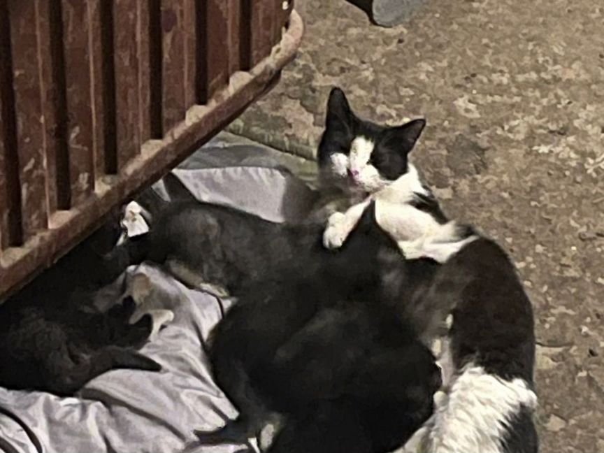 Котята в добрые ручки, помогите спасти