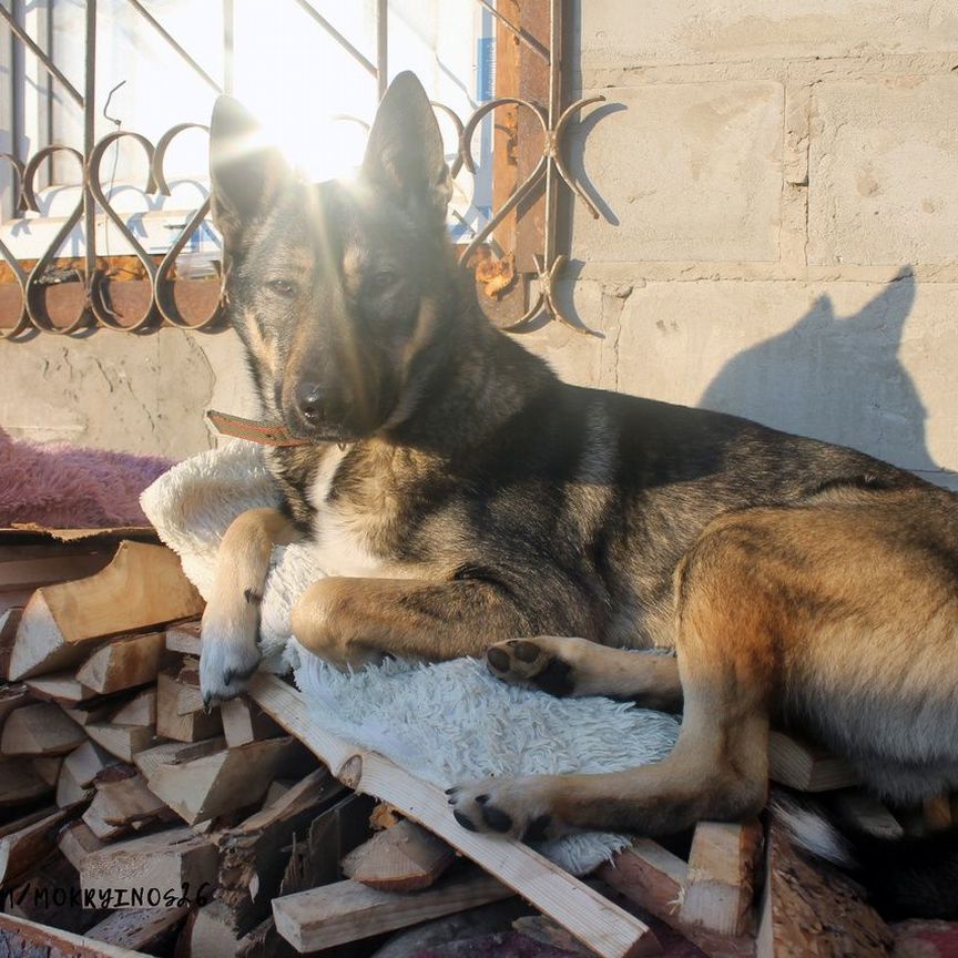 Самый верный в добрые руки