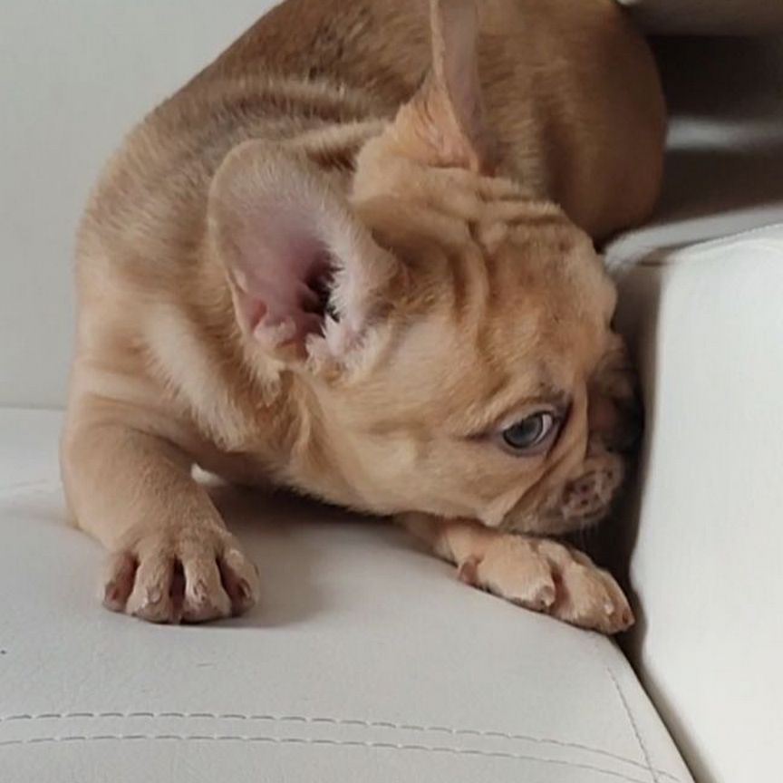 Французский бульдог