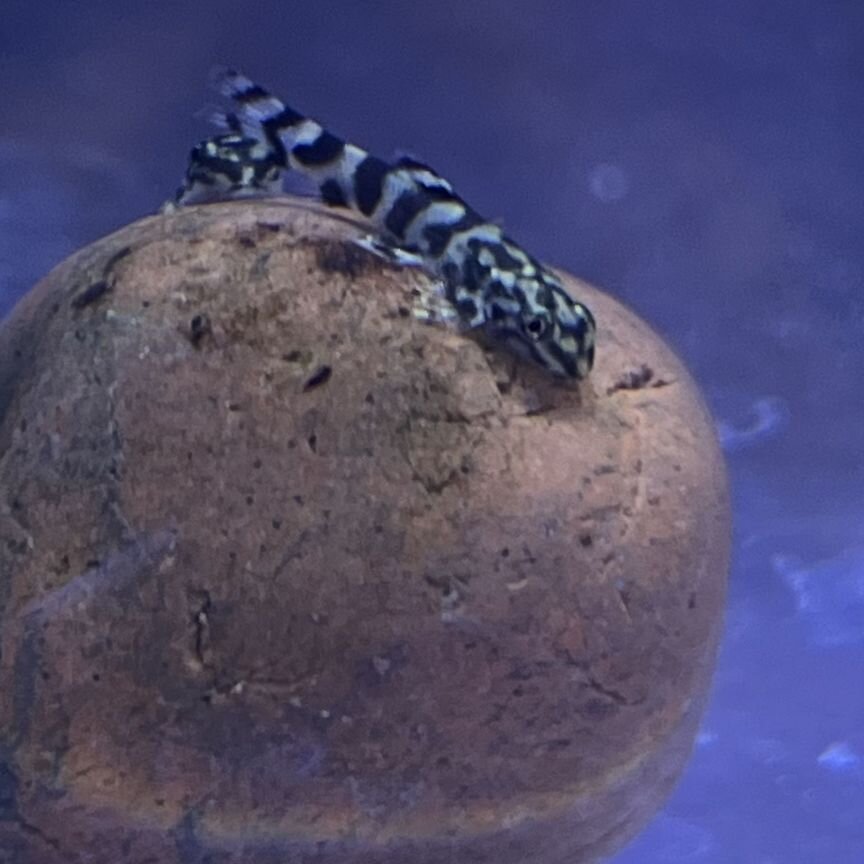 Севелия разлинованная (sewellia lineolata)