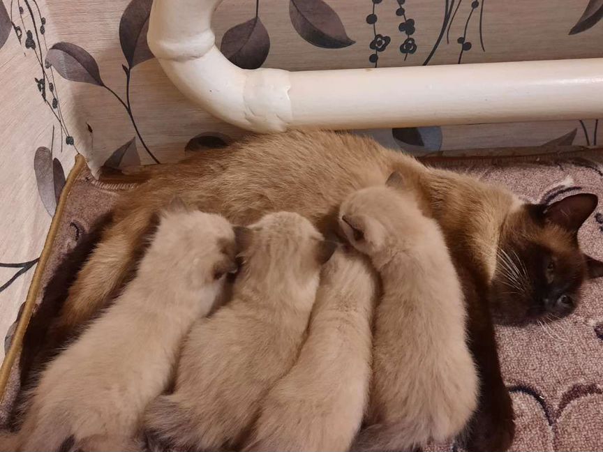 Сиамская кошка