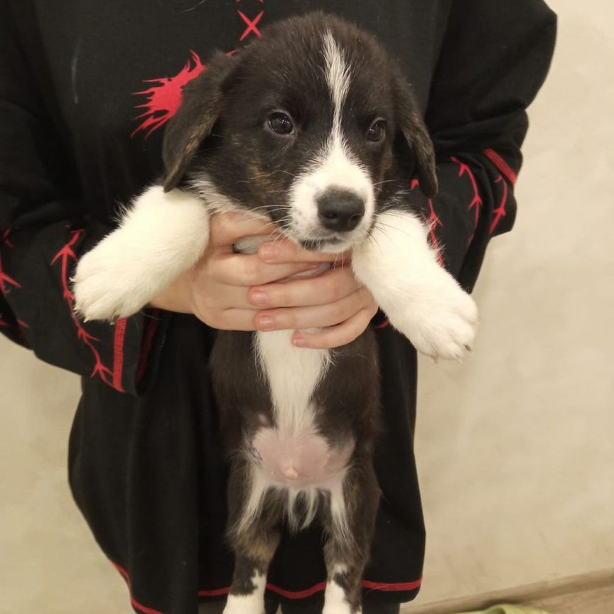 Щенки корги кардиган