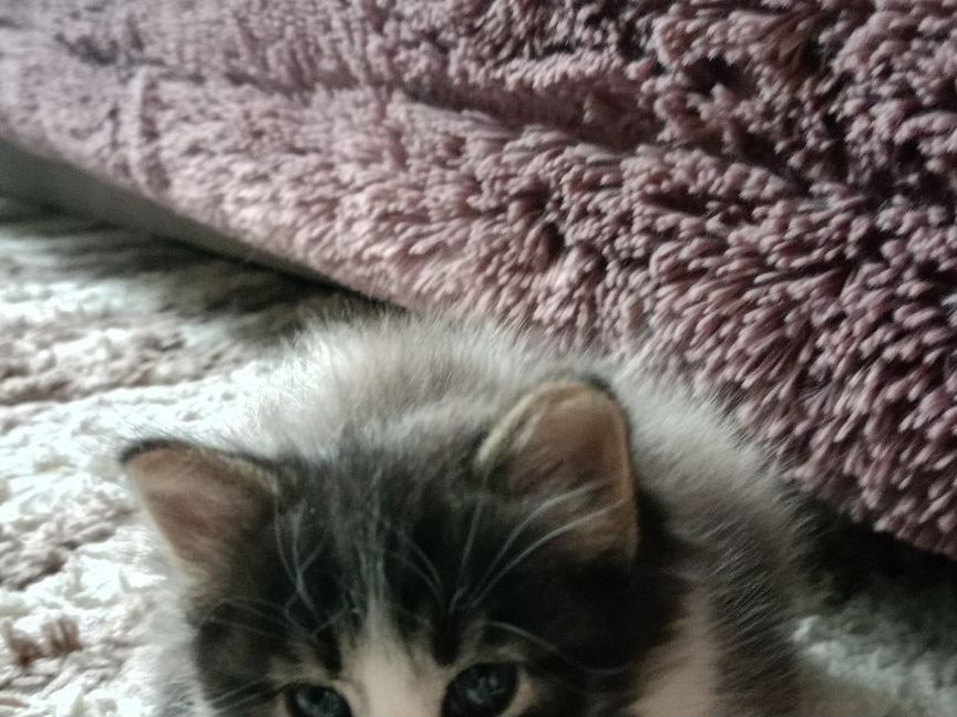 Котенок от домашней кошки