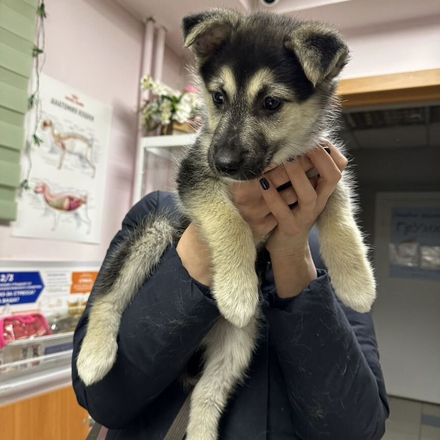 Щеночек в добрые руки