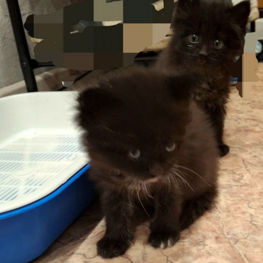 Отдам котят в добрые руки,мальчик и девочка