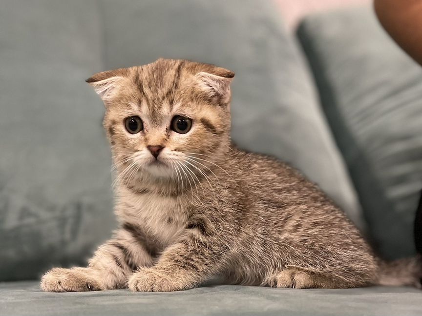 Продажа шотландских котят