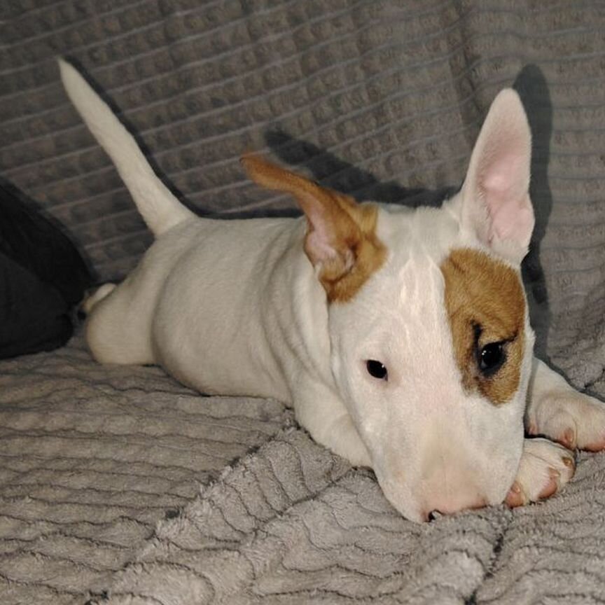 Бультерьер, щенок