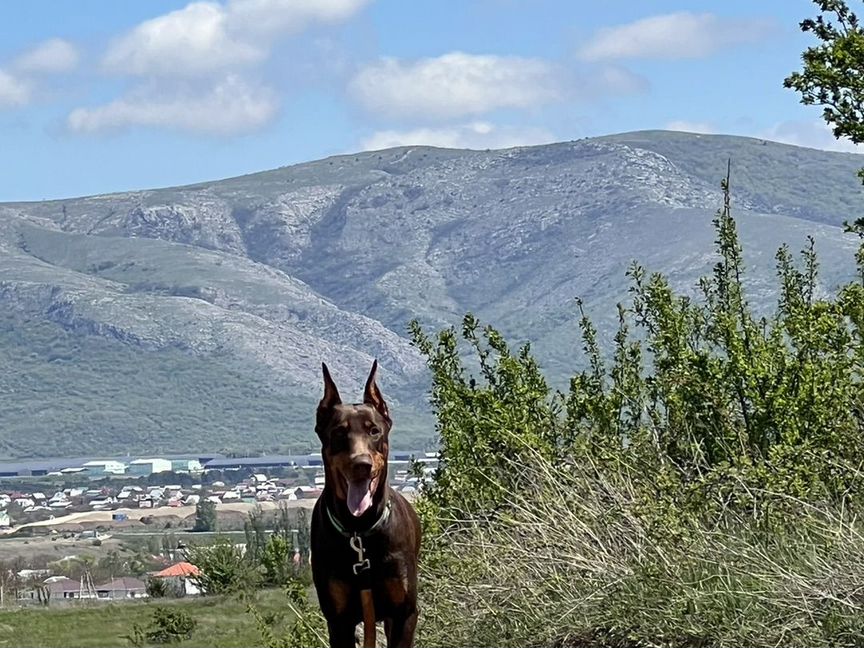 Щенки добермана бесплатно