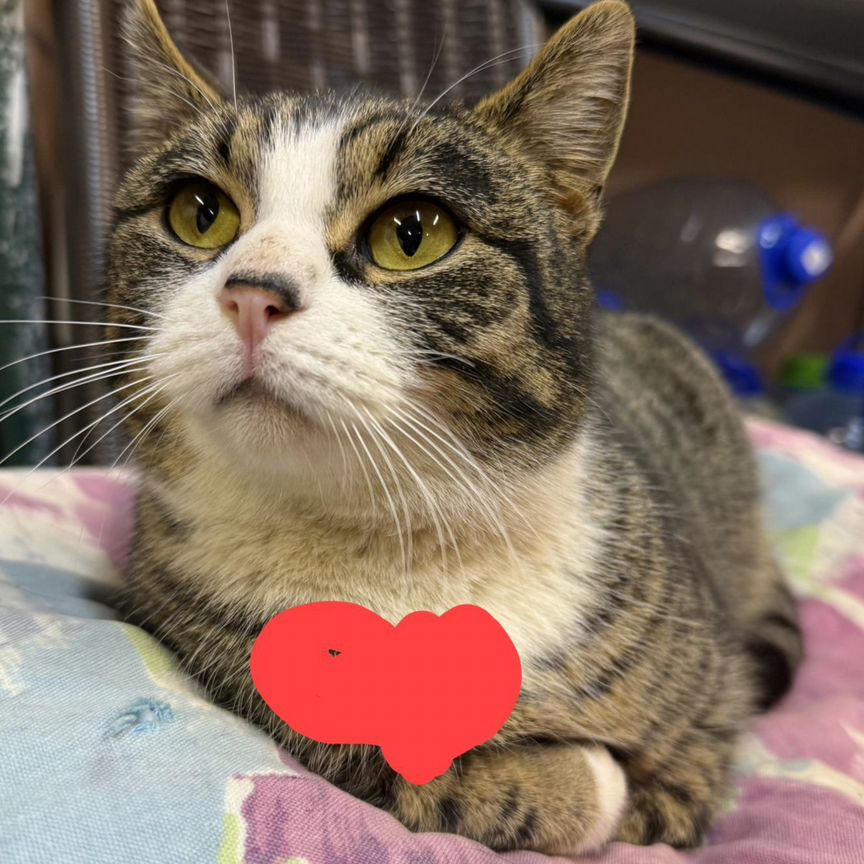 Взрослая, кошка в добрые руки