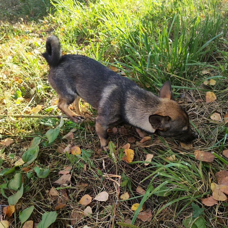 В добрые руки