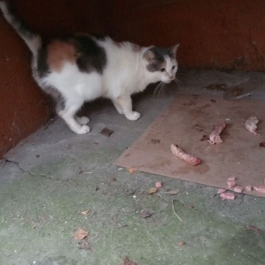 Нужна передержка или сразу дом