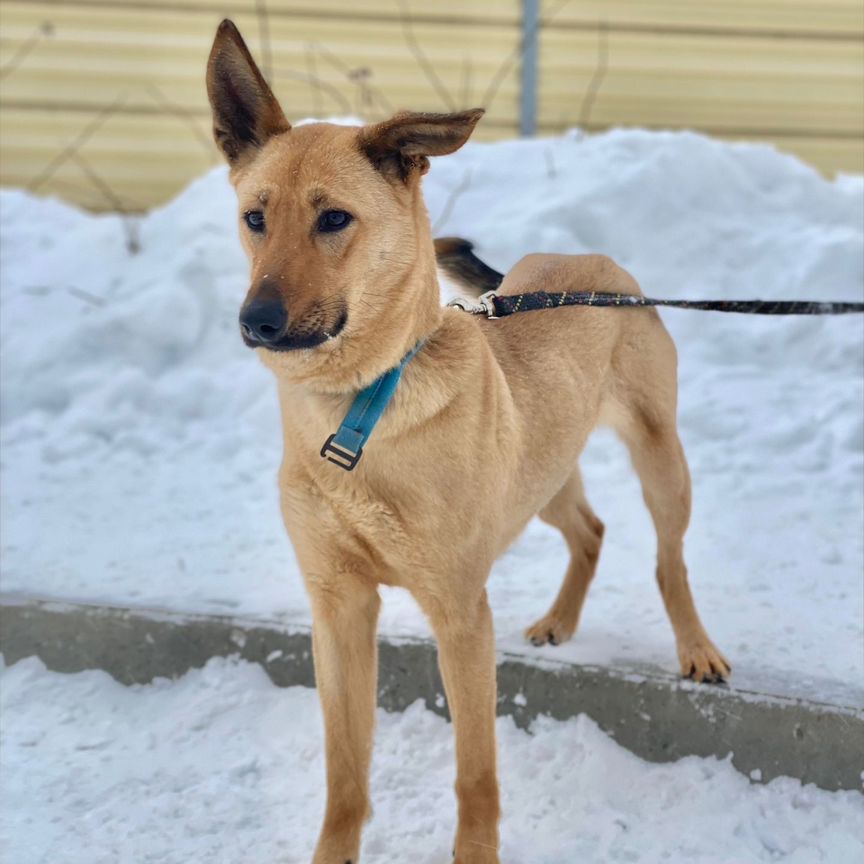 Взрослая собака в добрые руки