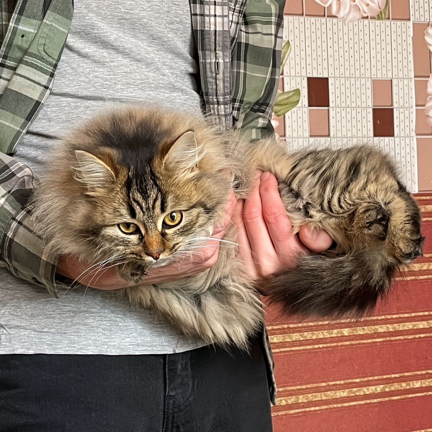 Взрослая, кошка в добрые руки