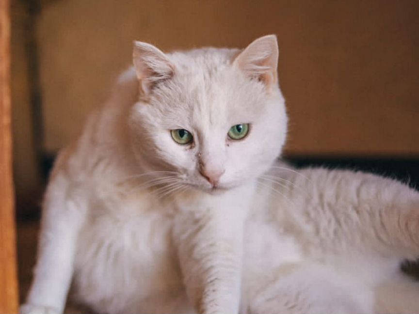 Шикарный ласковый кот