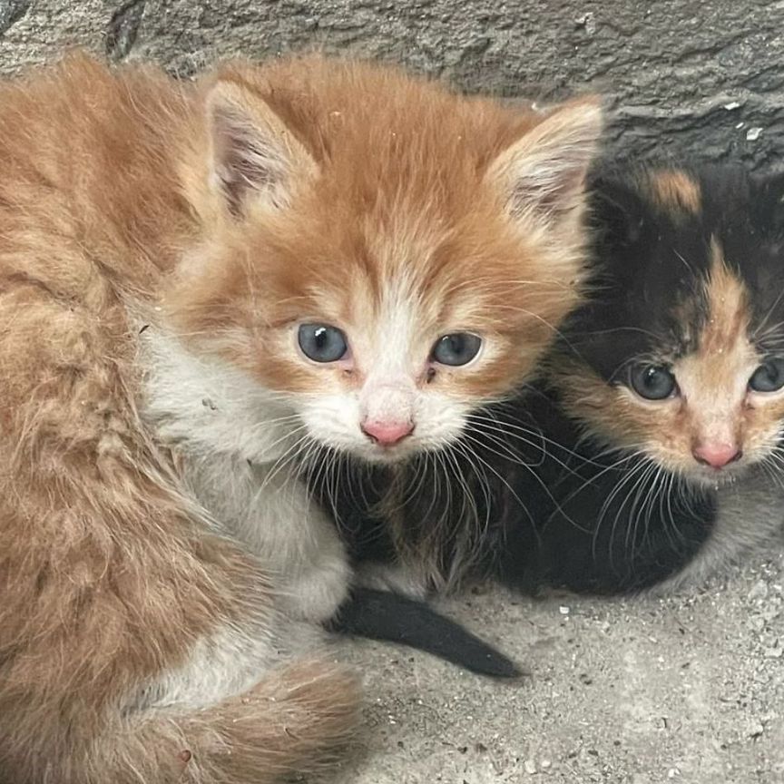 Котята в добрые ручки