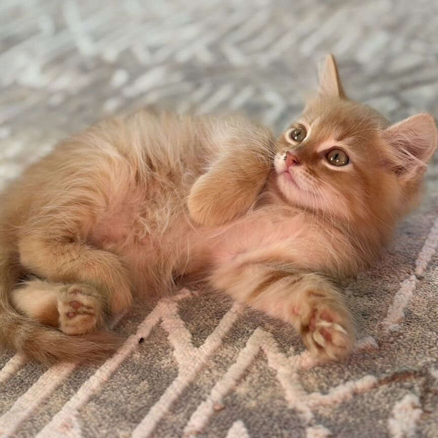 Котёнок от частного владельца