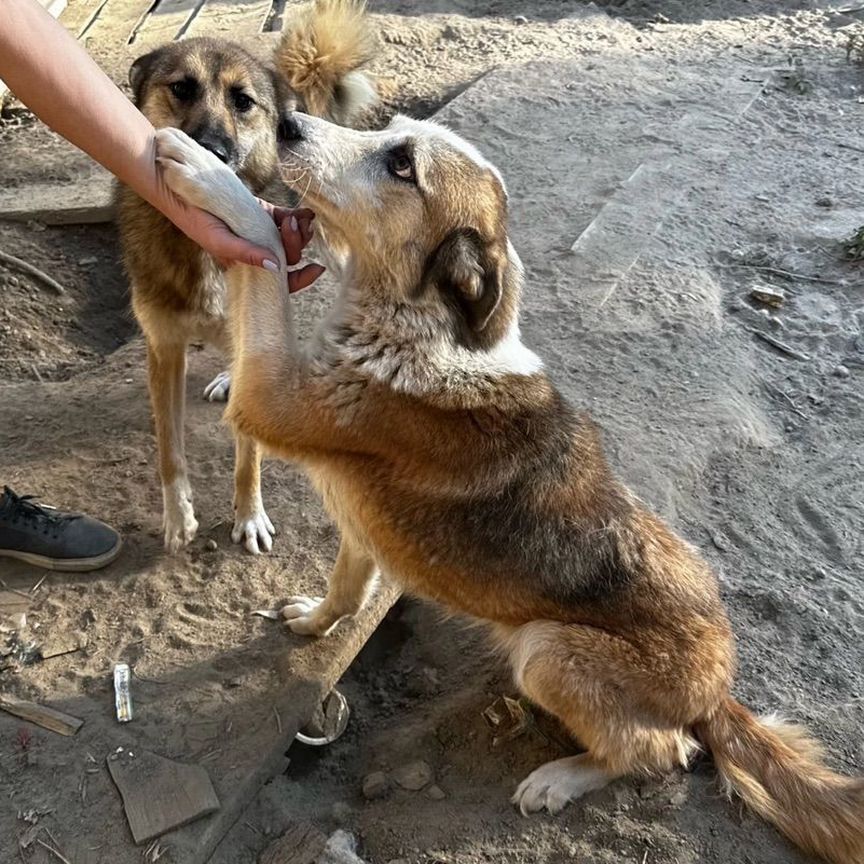 Настя